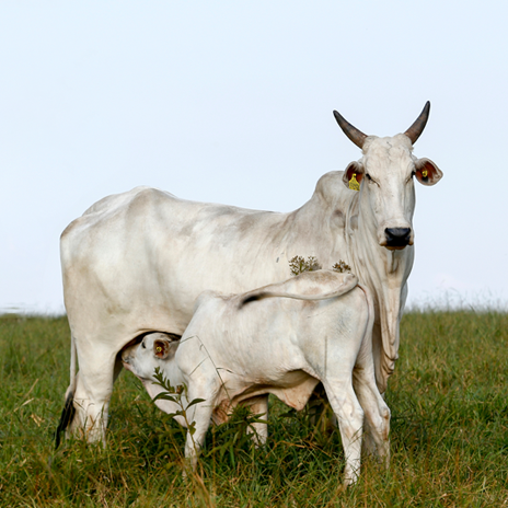 Cuidados com bezerros, do nascimento ao desmame - Blog JetBov