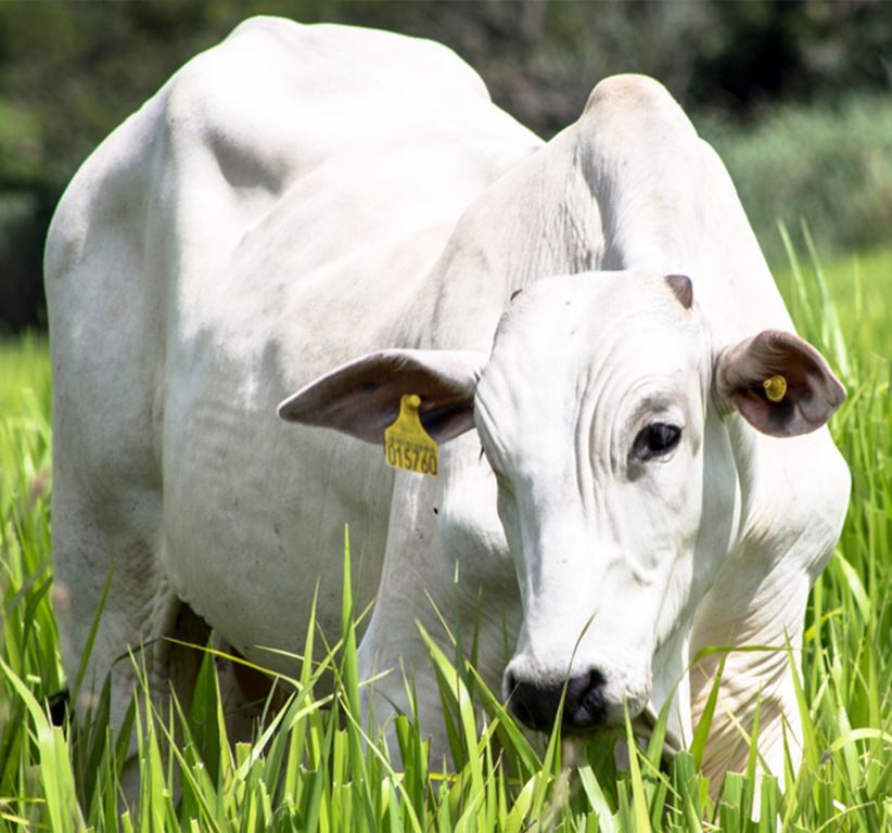 Porque utilizar o pastejo rotacionado e como o JetBov pode ajudar nesse ...