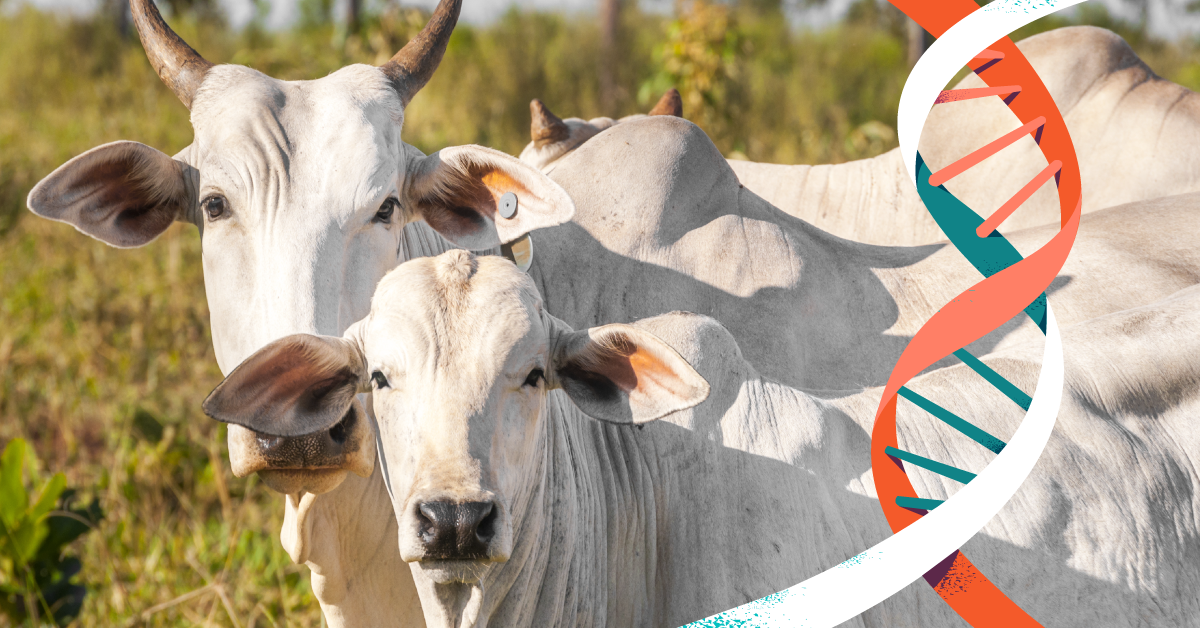 IATF - Inseminação Artificial em Tempo Fixo: O que é, vale a pena?