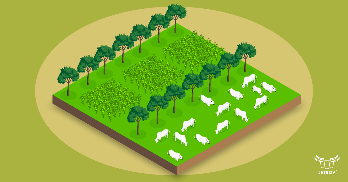 Como implementar a ILPF na minha fazenda? - Pecuária do Futuro - O Blog ...