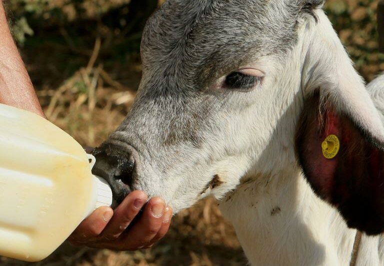 Vacinação de bezerros - Blog JetBov