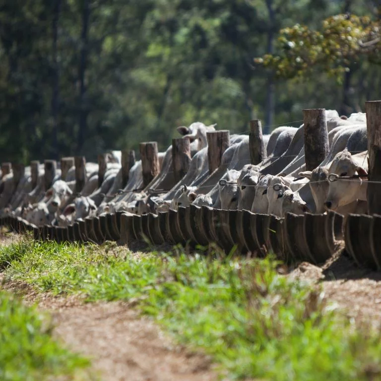 Pensando em confinar seu rebanho? Veja tudo o que precisa saber aqui ...