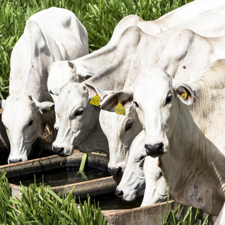 Principais doenças na bovinocultura de corte (e como evitá-las ...